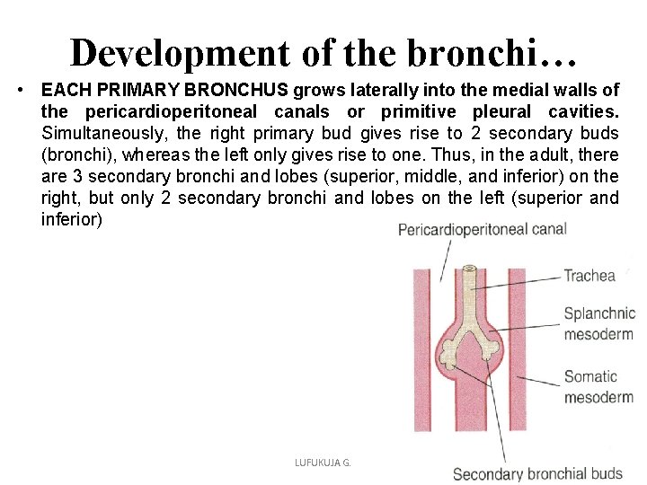 Development of The Lower Respiratory System Larynx And