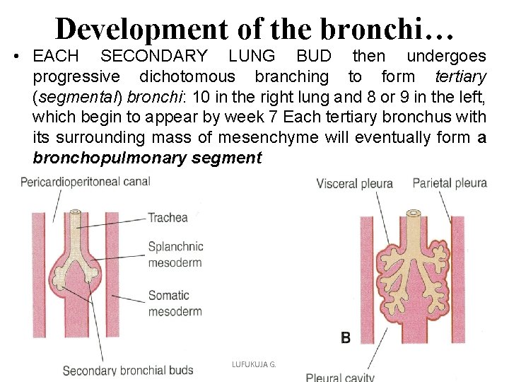 Development of The Lower Respiratory System Larynx And