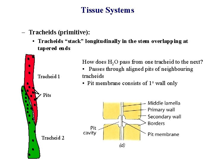 Plant Biology Fall 2006 BISC 367 Plant Physiology