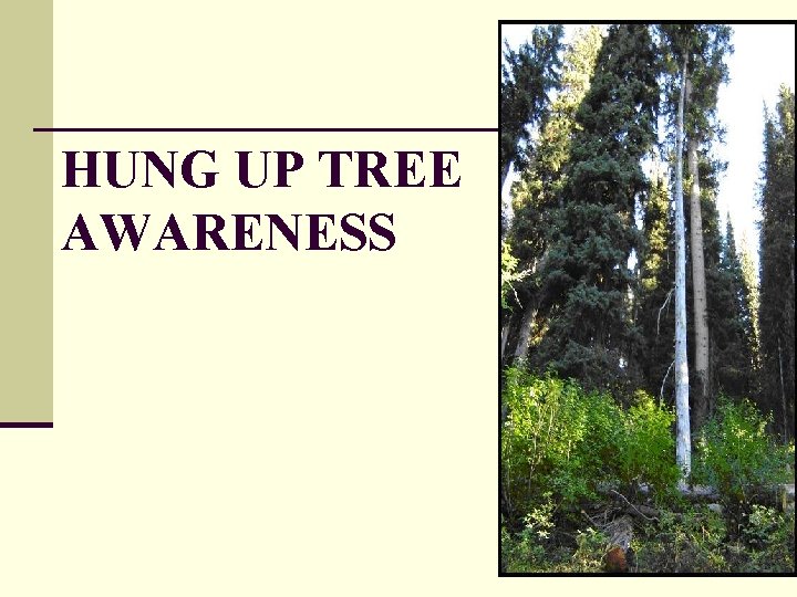 HUNG UP TREE AWARENESS CHAINSAW FELLING FATAL ACCIDENT