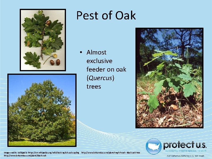 Oak Processionary Moth Thaumetopoea processionea Oak Processionary Moth