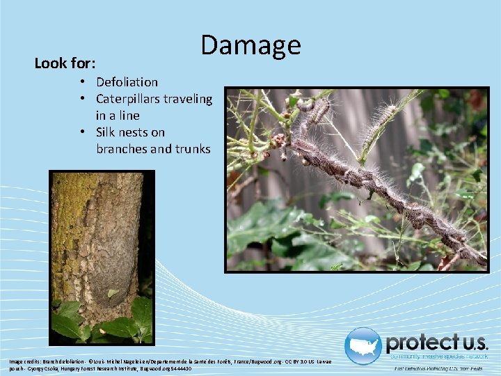 Oak Processionary Moth Thaumetopoea processionea Oak Processionary Moth