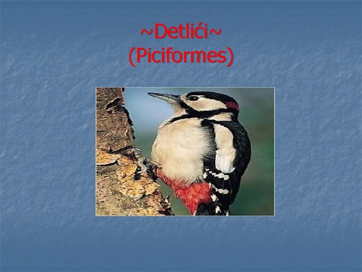 PTICE AVES Odlike ptica Ptice predstavljaju grupu amniota