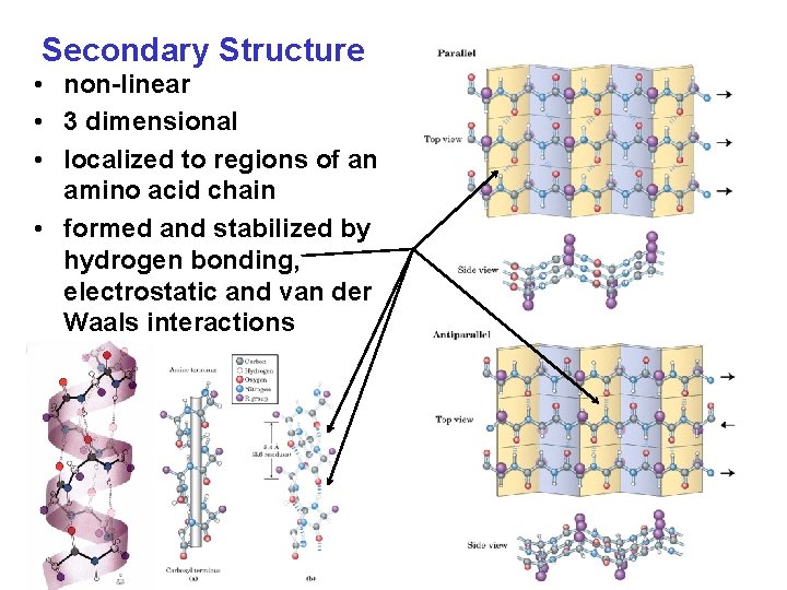 Biophysics 101 Genomics Computational Biology Section 8 Protein