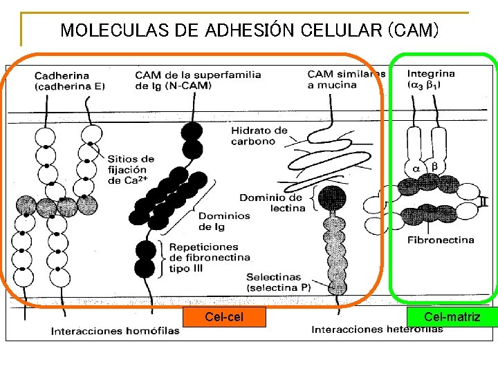 MATRIZ EXTRACELULAR Y UNIONES CELULARES Matriz Extracelular MEC