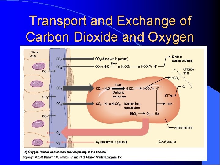 Respiration And the Pulmonary System Types of Respiration