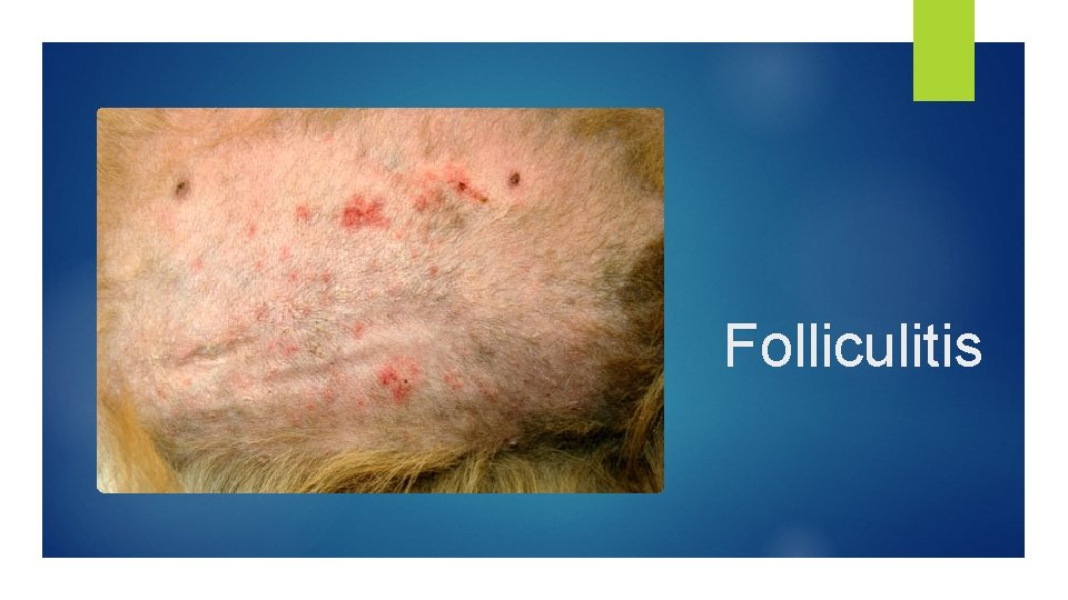 SKIN DISEASE IN DOGS DR FIONNUALA FALLON MVB