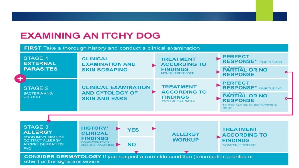 SKIN DISEASE IN DOGS DR FIONNUALA FALLON MVB