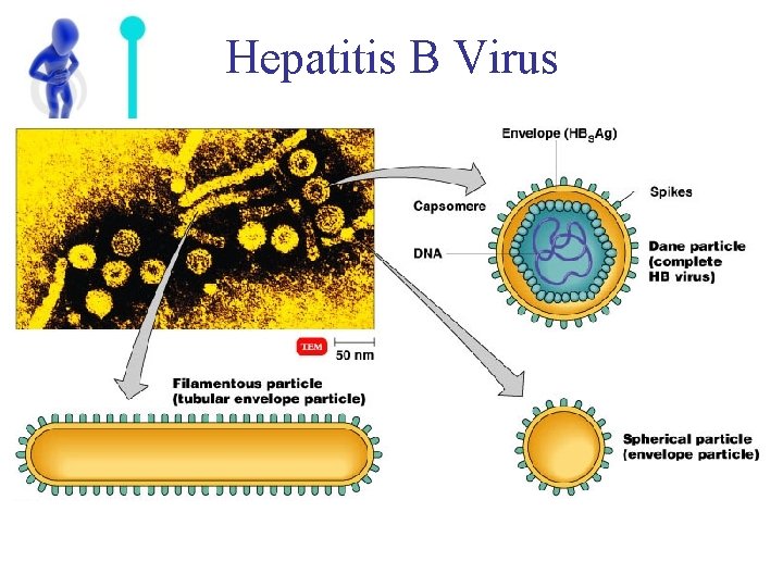 Gastrointestinal Tract Infections Done By Mona ElNa JJar