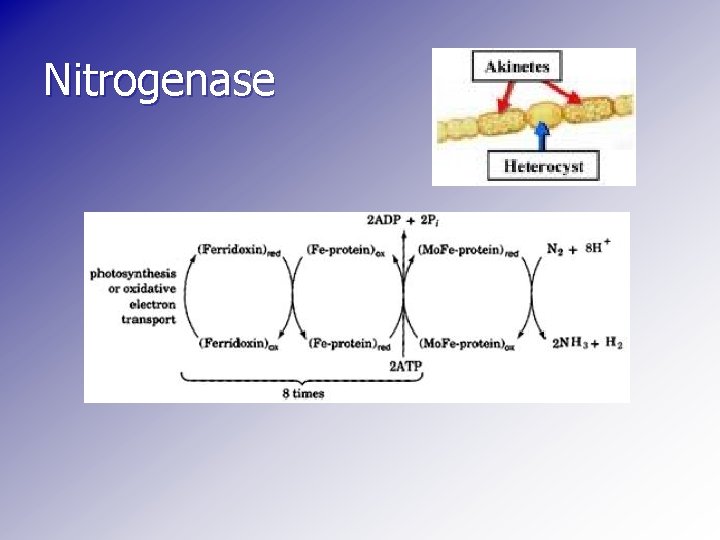 Nitrogen why is it so important Name Symbol