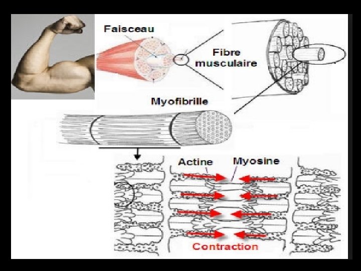 TISSU MUSCULAIRE compos de cellules musculaires appeles fibres