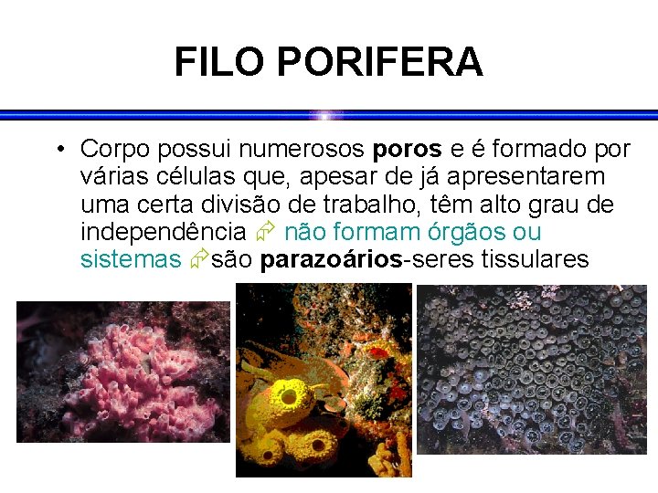 PORFEROS E CELENTERADOS FILO PORIFERA Constitudo pelas esponjas