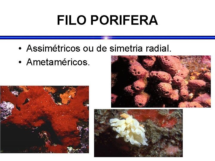 PORFEROS E CELENTERADOS FILO PORIFERA Constitudo pelas esponjas