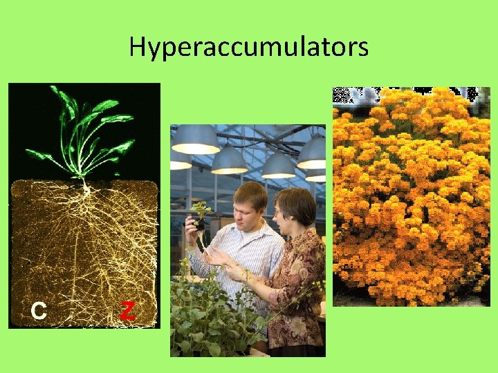 Heavy Metal Contamination in Agricultural Soils Global Issues
