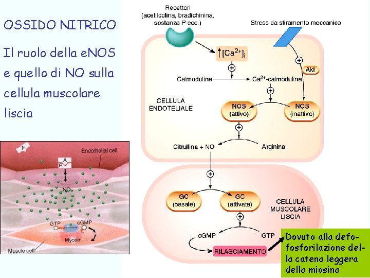 Il ruolo fisiologico dellossido nitrico NO e i
