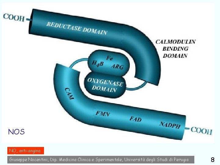Il ruolo fisiologico dellossido nitrico NO e i