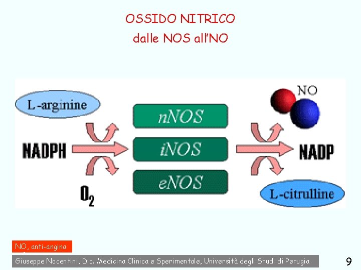 Il ruolo fisiologico dellossido nitrico NO e i