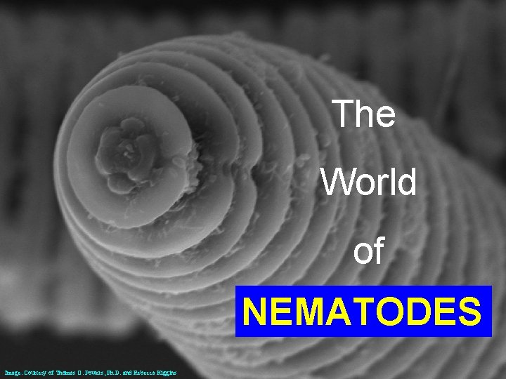 The World of NEMATODES Image Courtesy of Thomas