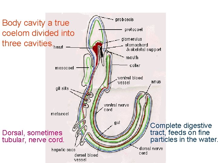 Hemichordata and Invertebrate Chordates Phylum Hemichordata ...