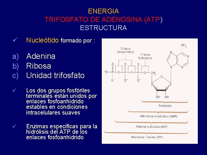 ENERGIA ATP ENERGIA Definicin Constituyente bsico del universo
