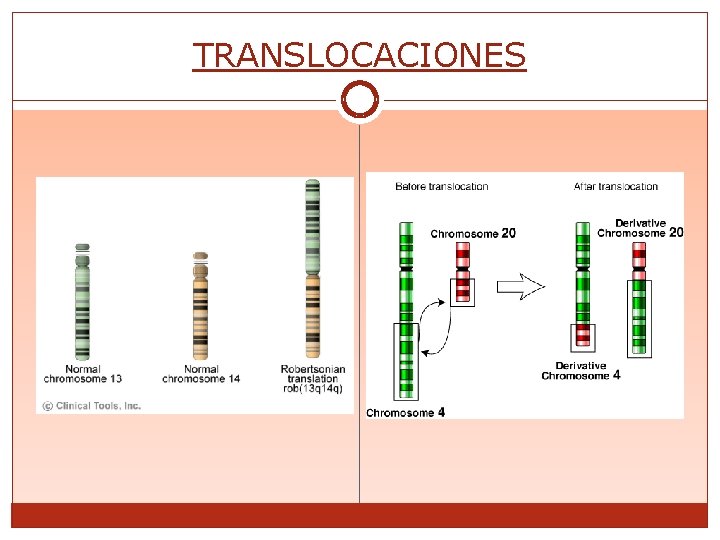 MUTACINES SON LOS CAMBIOS QUE SE PRODUCEN EN