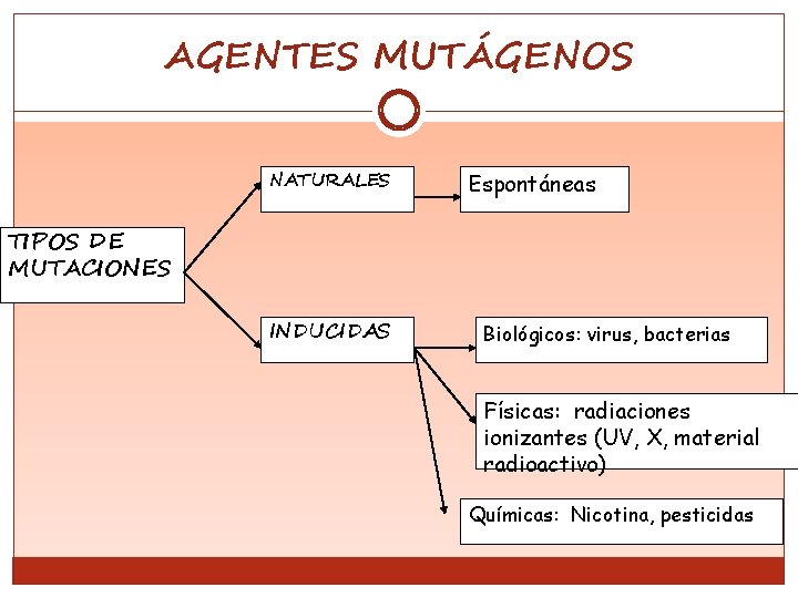 MUTACINES SON LOS CAMBIOS QUE SE PRODUCEN EN