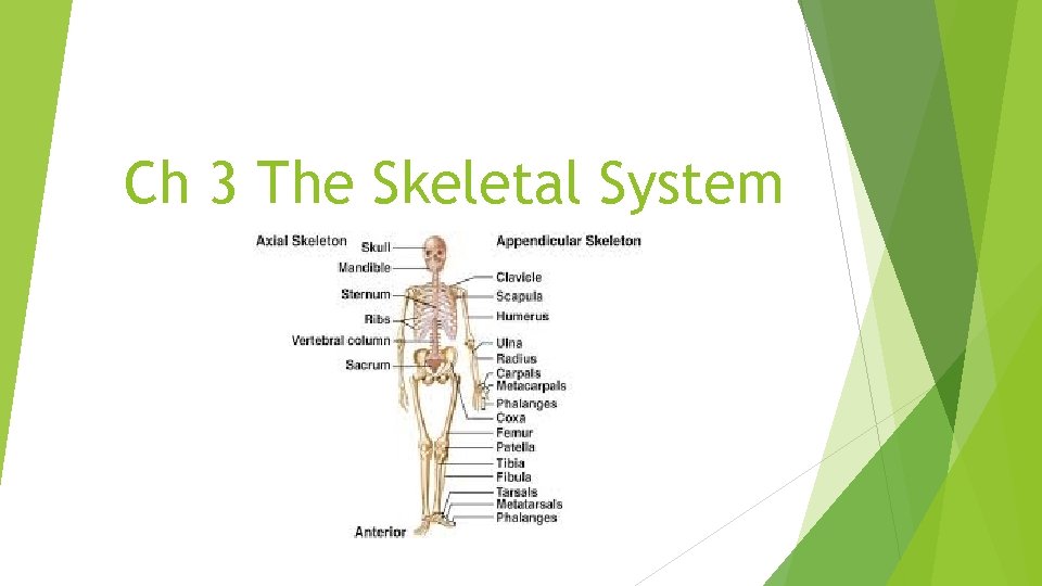 Ch 3 The Skeletal System Overview Bones osse