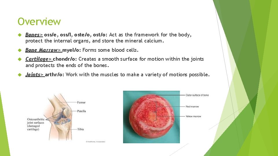 Ch 3 The Skeletal System Overview Bones osse