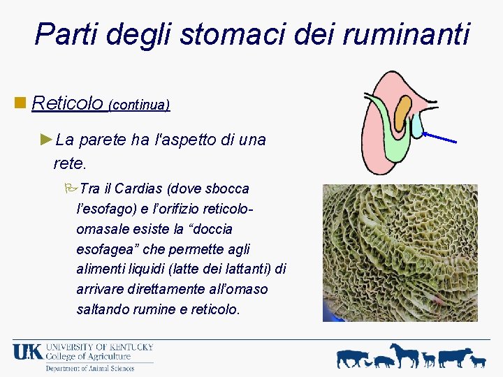 Fisiologia digestiva degli animali in allevamento Dr Richard