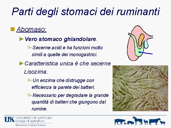 Fisiologia digestiva degli animali in allevamento Dr Richard