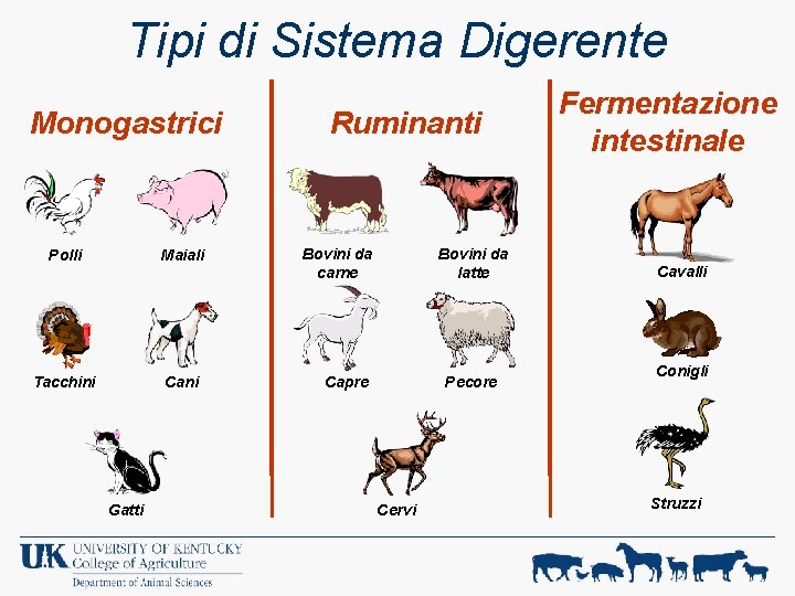 Fisiologia digestiva degli animali in allevamento Dr Richard
