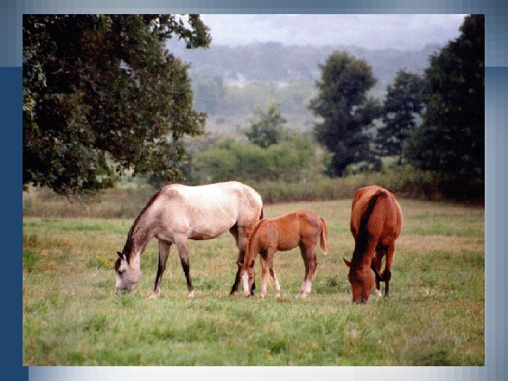 EQUINE REPRODUCTION Stallion Physiology Onset of sexual maturity
