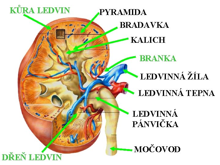 VYLUOVAC SYSTM Obrzky pouity z LIDSK TLO Silbernagl