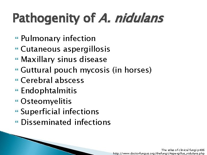 Aspergillus nidulans A short introduction Overview of the