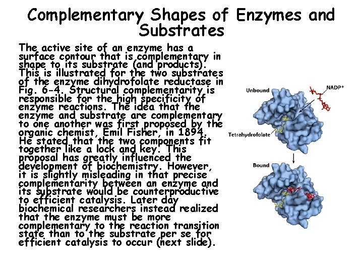 Chap 6 A Enzymes Introduction to Enzymes How