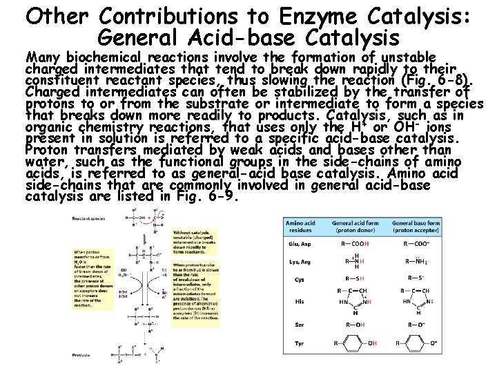 Chap 6 A Enzymes Introduction to Enzymes How