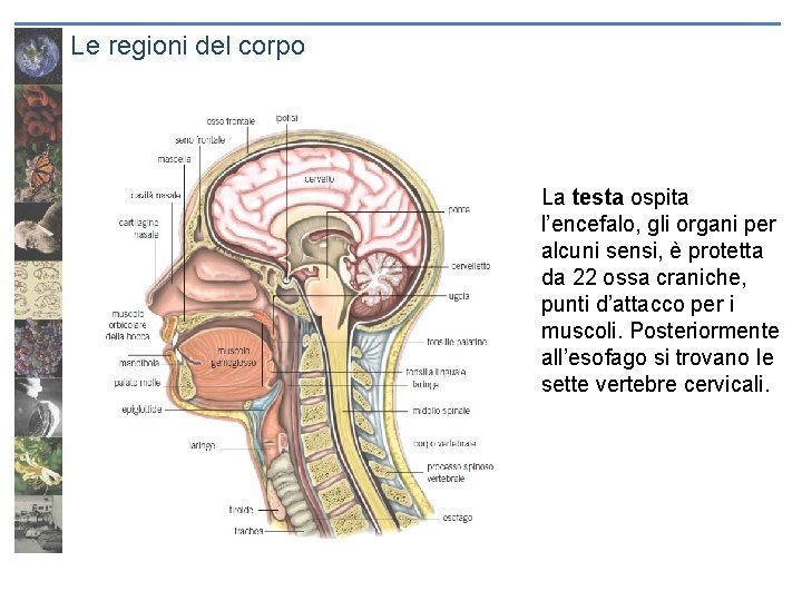 La geografia del corpo umano Lanatomia e la
