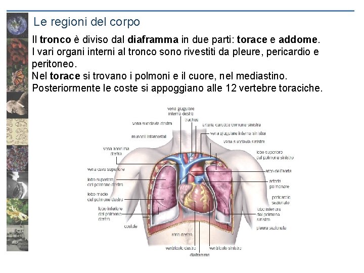La geografia del corpo umano Lanatomia e la
