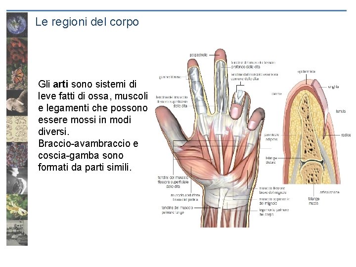 La geografia del corpo umano Lanatomia e la