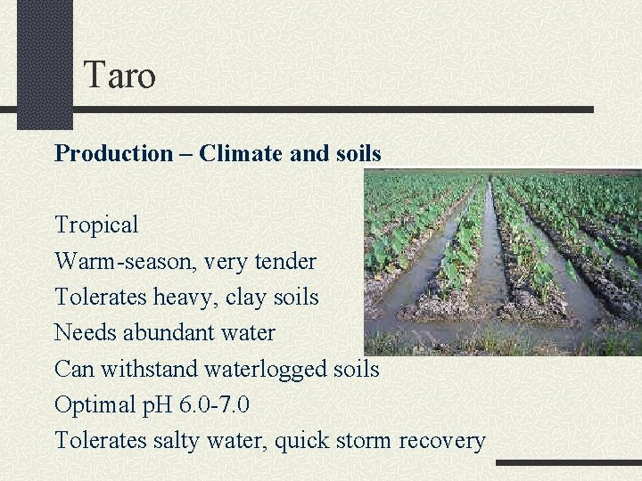 Vegetable Crops PLSC 45155 Lecture 13 Taro Yam