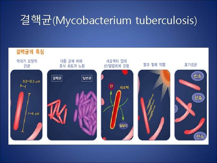 Mycobacterium tuberculosis BACTEC MGIT 960 2007 6 10