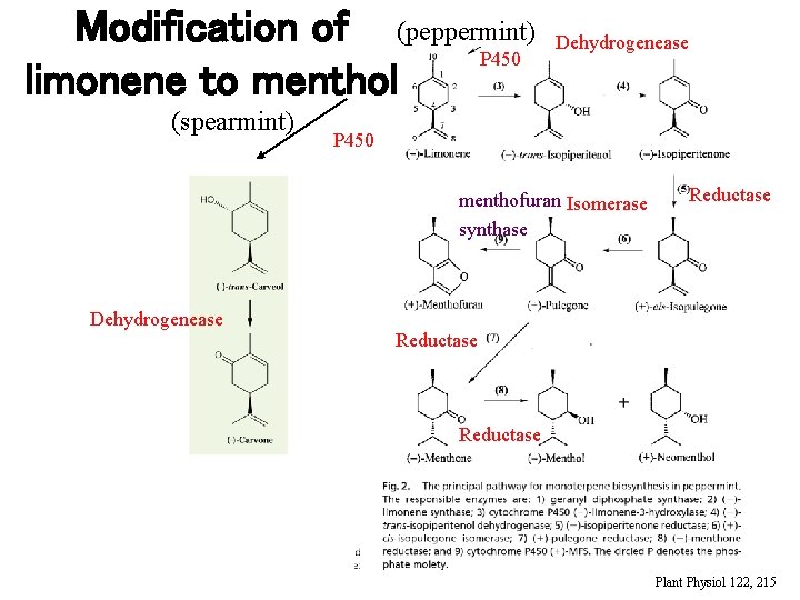 Science of Foods for Health Biosynthesis Dr Hisashi