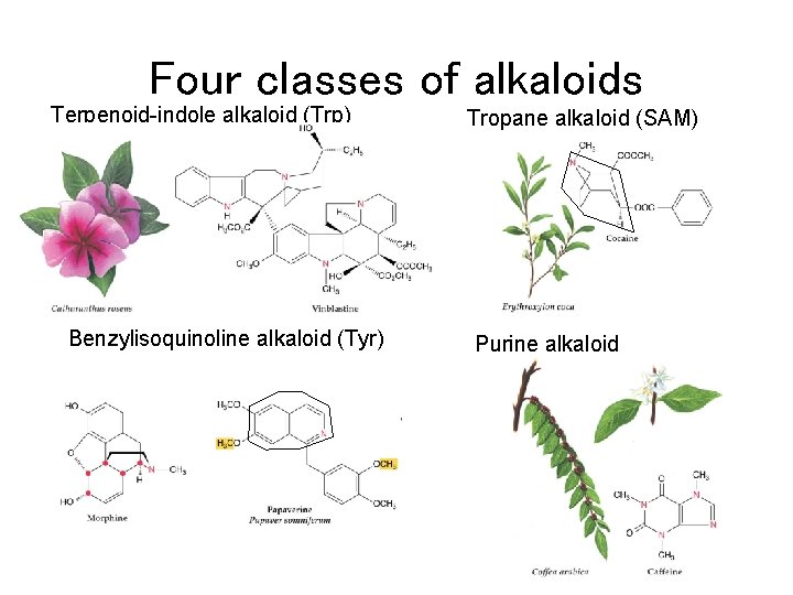 Science of Foods for Health Biosynthesis Dr Hisashi