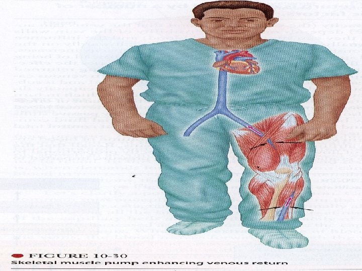 FISIOLOGI PEMBULUH DARAH DAN PENGATURAN TEKANAN DARAH ARTERI