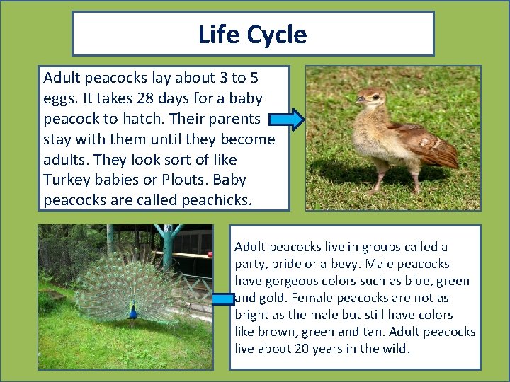 Indian Peacock By Roshni Lobo Animal Facts Description