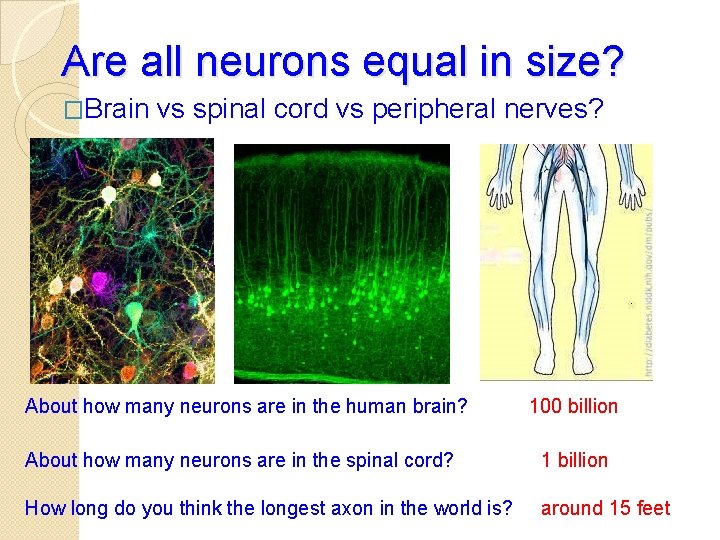 Topic 1 Its My Body Part 2 Nervous