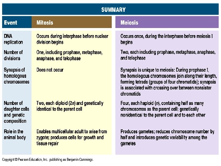 Meiosis and Genetic Variation Meiosis Key Differences from