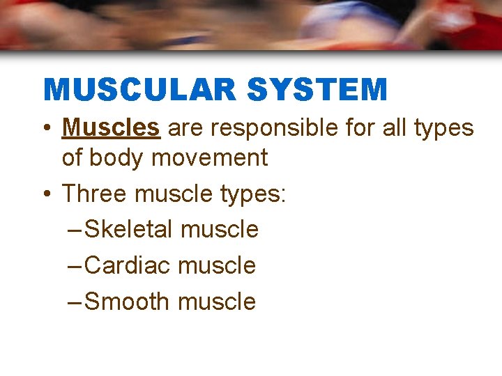 MUSCULAR SYSTEM NOTES MUSCULAR SYSTEM Muscles are responsible