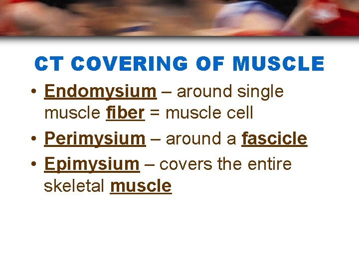 MUSCULAR SYSTEM NOTES MUSCULAR SYSTEM Muscles are responsible