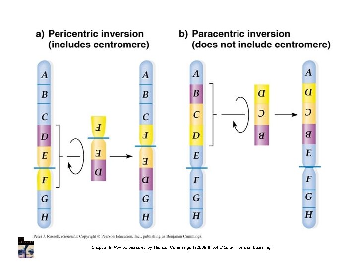 Structural Abnormalities Deletions Translocations Inversions ...